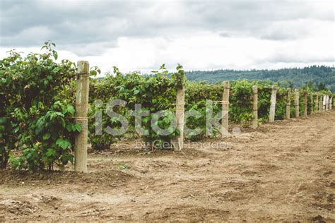 Raspberry Patch Stock Photo Royalty Free Images FreeImages