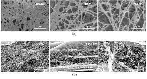 Fe Sem Micrographs Of The Surface A And Cross Section Morphology B Download Scientific