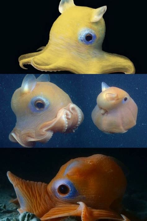 Discover Fascinating Flapjack Octopus Facts