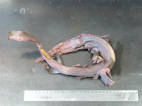 日本锯鲨 Pristiophorus japonicus 物种库 国家动物标本资源库