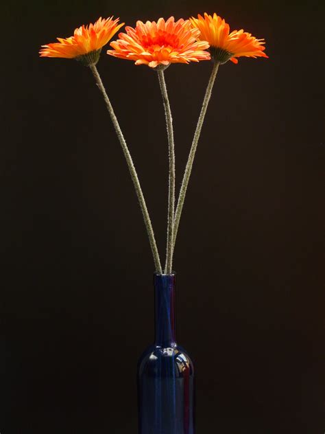무료 이미지 식물 꽃잎 유리 병 장식 주황색 화려한 조명 거베라 예술 꽃 2448x3264 1360165 무료 이미지 Pxhere