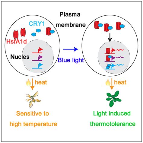 Blue Light Receptor Cry1 Regulates Hsfa1d Nuclear Localization To