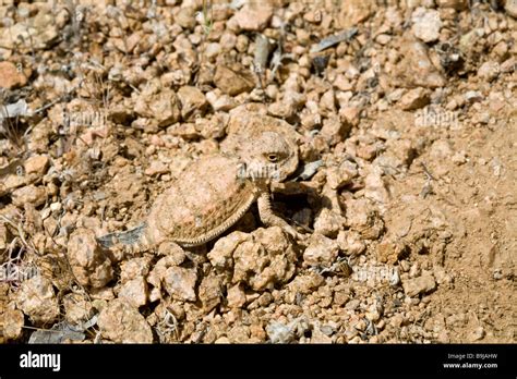 Horny Toad Blends In Perfectly With His Environment Stock Photo Alamy