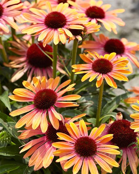 Echinacea Rainbow Marcella Bare Roots — Buy Orange To Pink Coneflowers Online At Farmer Gracy Uk