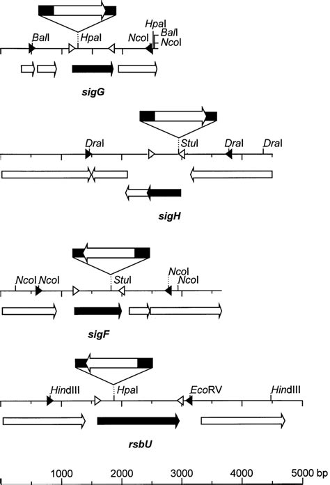 Schematic Drawing Showing The Genetic Organization Restriction Map And