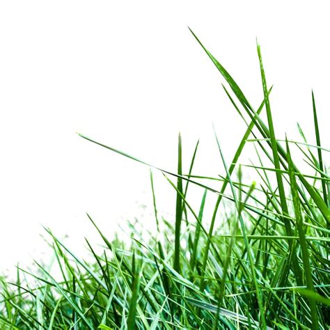 Grass No Background Images Free Download On Freepik
