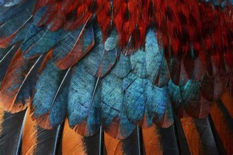 Bird Feathers Structure Types Uses And Fun Facts Nature Roamer Bird Feathers Structure Types Uses And Fun Facts Nature Roamer