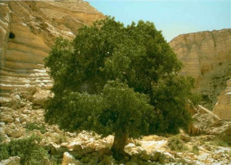What Is The Meaning Of The Terebinth Tree In The Bible At Brian