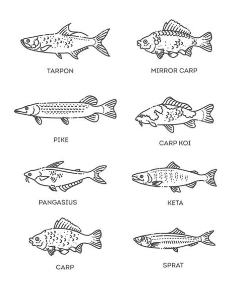 2 900 Snoek Stockillustraties Royalty Free Vector Illustraties En Clipart Istock