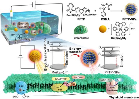 Electrochemiluminescence Driven Chloroplast Photosynthesis With Conjugated Polymers Ccs Chemistry