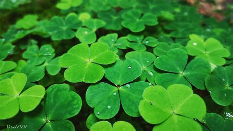 무료 이미지 잔디 녹색 잎 초목 토끼풀 플로라 나무 밤색 가족 옥살리 스 삼겹살 연간 공장 식물 줄기 Groundcover 수분 3648x2052