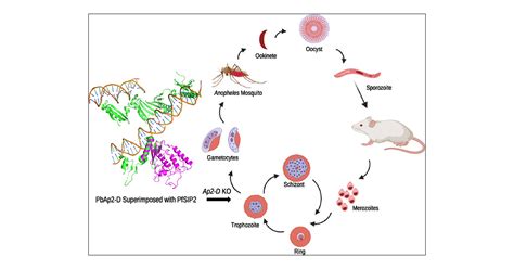 An Apiap2 Transcription Factor With A Dispensable Role In Plasmodium Berghei Life Cycle Acs