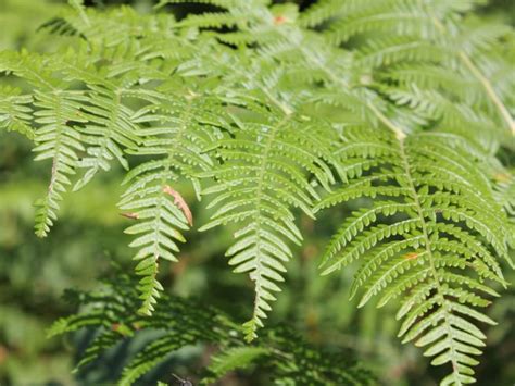 Bracken Fern In Gardens Information On Bracken Fern Growing