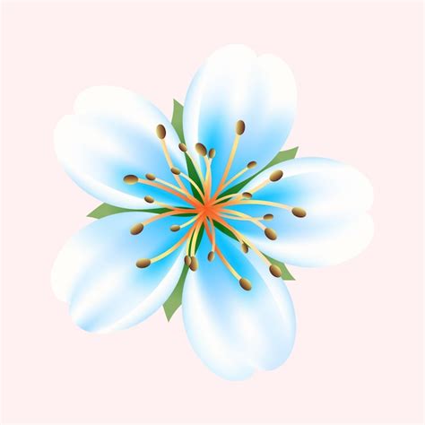 색 배경 에 있는 현실적 인 체리 꽃 일러스트레이션 프리미엄 벡터