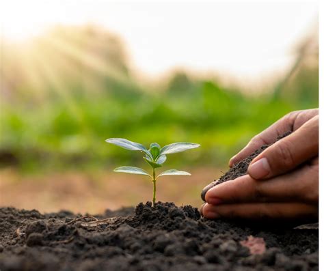 Cómo Hacer Que Las Plantas De Tu Hogar Crezcan Sanas Y Bonitas Infobae