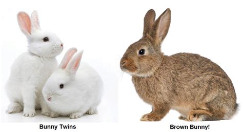 Image Stimuli · Programming Experiments In Python And Psychopy3