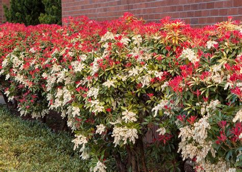 Winter Window Shopping 3 Plants To Brighten Your View — Seattles