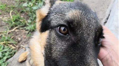 Марсик и Лапа Youtube