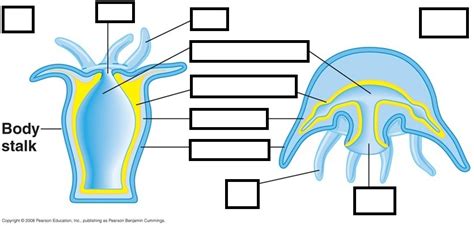 Label Parts Of A Cnidarians