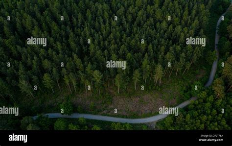 Trekking Path In The Forest From Above Drone View Aerial Top View Of