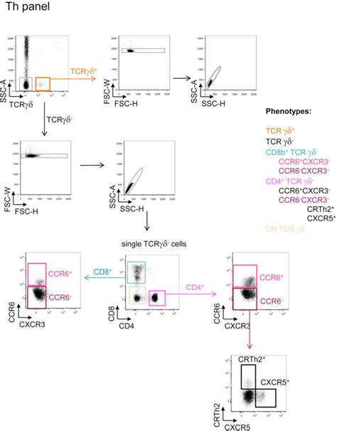 Gating Strategy For The Th Cell Flow Cytometry Panel Download