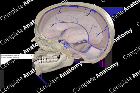 Basilar Venous Plexus Complete Anatomy