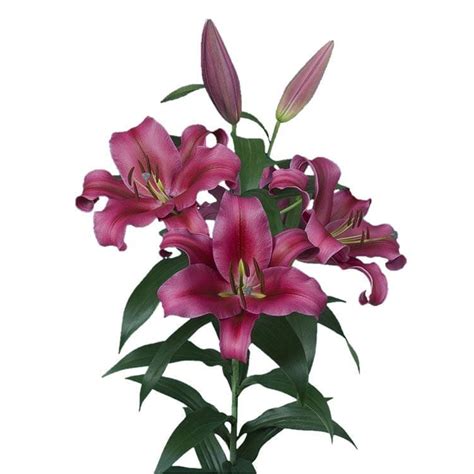 Palazzo Lily - Floralife Sdn Bhd
