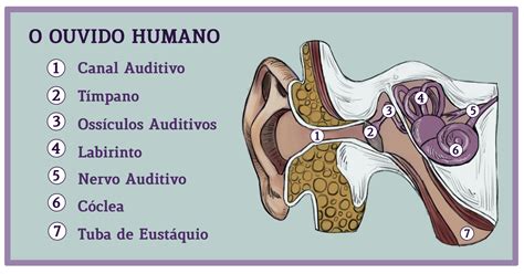 Anatomia Do Ouvido Interno Retoedu