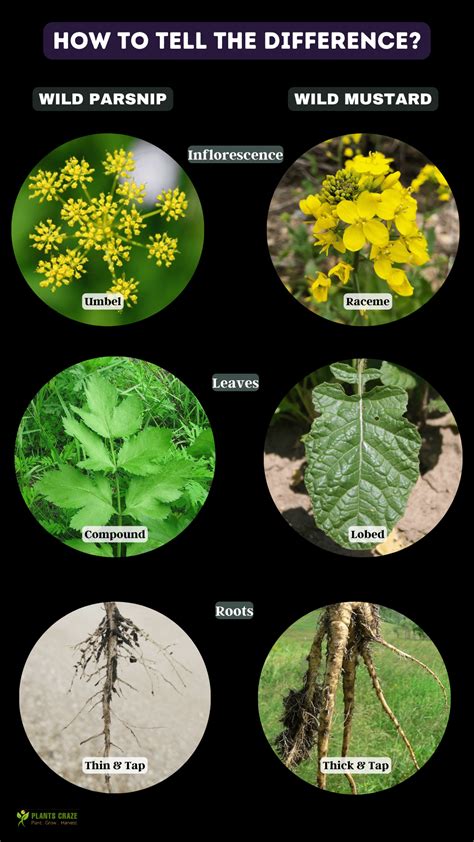 Wild Parsnip Vs Wild Mustard Caution [6 Ways To Tell The Difference]