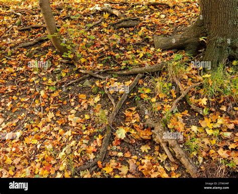 A Forest Floor Covered In Fallen Leaves With Two Trees And Visible Root Systems Stock Photo Alamy
