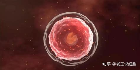 脐带血单个核细胞科普知识汇总 知乎