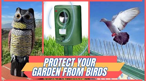 Best Bird Deterrent For Garden Protect Your Property Without Killing Them Youtube