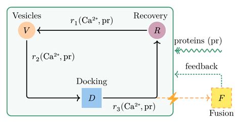 Modeling Synaptic Plasticity A Data Driven Approach To Neurotransmission Dynamics Zib De