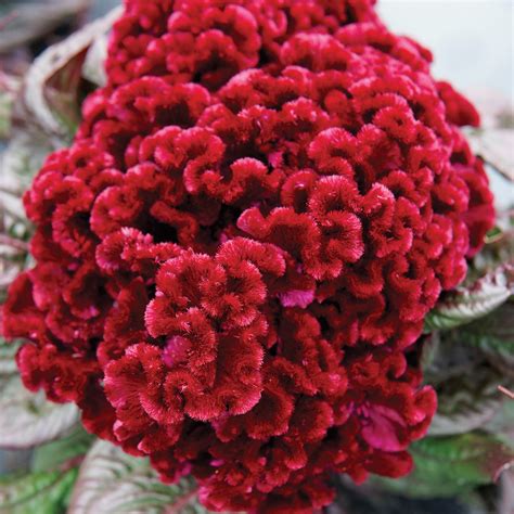 Dracula Celosia Flower Seed Territorial Seed