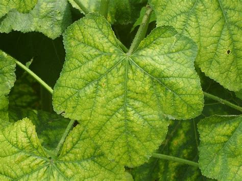 What Is The Difference Between Pinnate And Palmate Pediaa Com