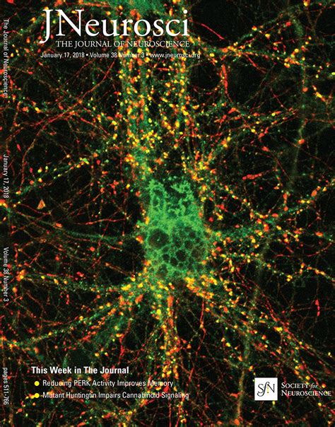 Alpha Oscillations Reduce Temporal Long Range Dependence In Spontaneous