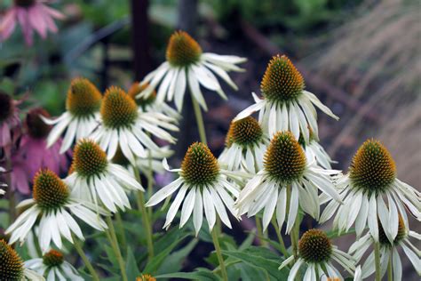 Безплатна снимка природа растение бял венчелистче Франция заобикаляща среда зелен