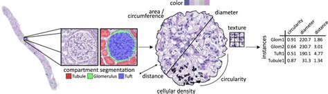 Extending The Landscape Of Omics Technologies By Pathomics Pmc