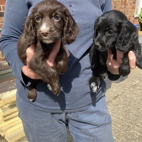 Cocker Spaniel Working And Show Sale Wineham West Sussex Cocker