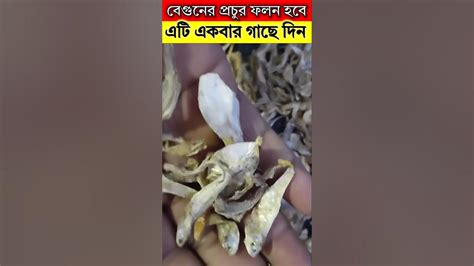 বেগুনের প্রচুর ফলন হবে এটি একবার গাছে দিন বেগুন চাষ পদ্ধতি Trending Viralvideo