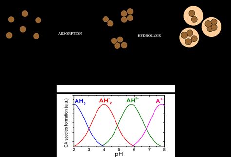 Schematic Representation For The Synthesis Of Nps Using Ca To Produce Download Scientific