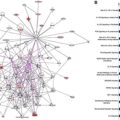 Top Enriched Networks Functional Analysis Ingenuity Pathway Download Scientific Diagram