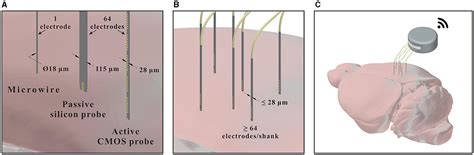 Frontiers Advancing The Interfacing Performances Of Chronically Implantable Neural Probes In