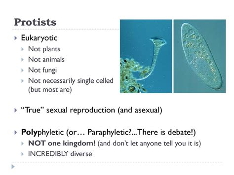 The Evolutionary History Of Biodiversity Ppt Download