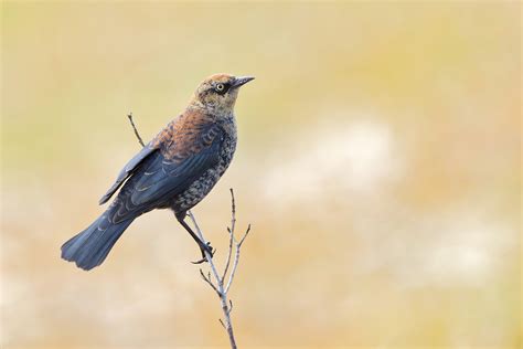 2022 Fall Yardbirding And More Rarities