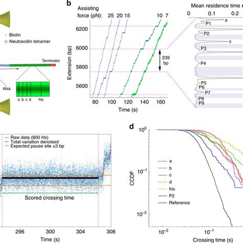 Single Molecule Transcription Assay And Data Analysis A Experimental