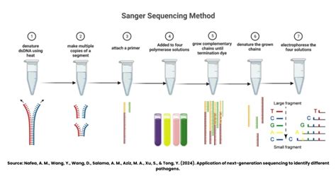 Sanger Method Of Dna Sequencing Principles And 7 Steps