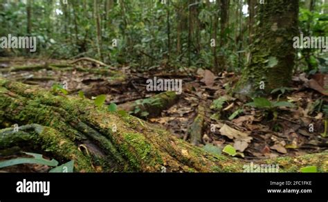 Leaf Cutter Ants Atta Sp Walking Along A Tree Root In The Rainforest Stock Video Footage Alamy