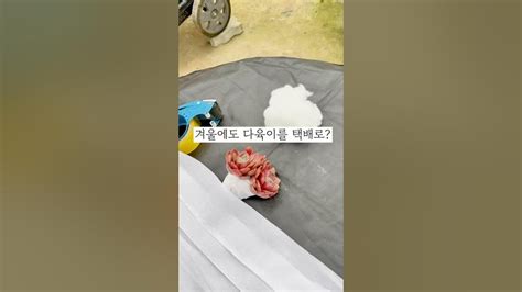 겨울에도 다육이 택배 가능합니다 다육이 겨울 포장 방법 Youtube