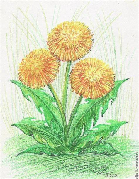 Одуванчик рисунок цветной 75 фото